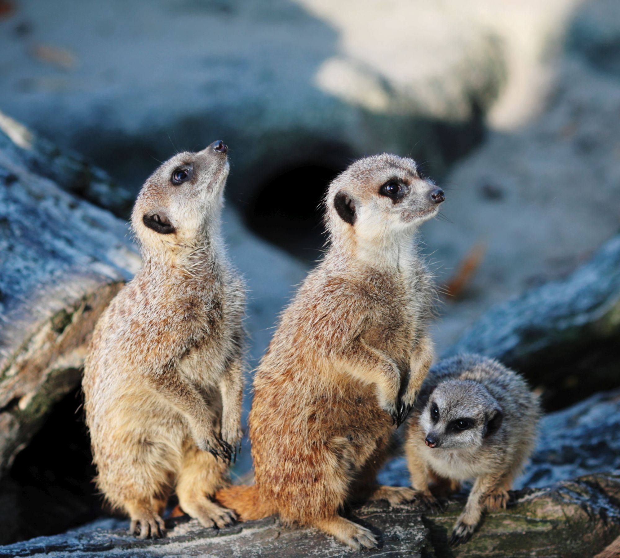 WARSAW ZOO. MORE THAN A TYPICAL ZOO GARDEN – In Masovian Style